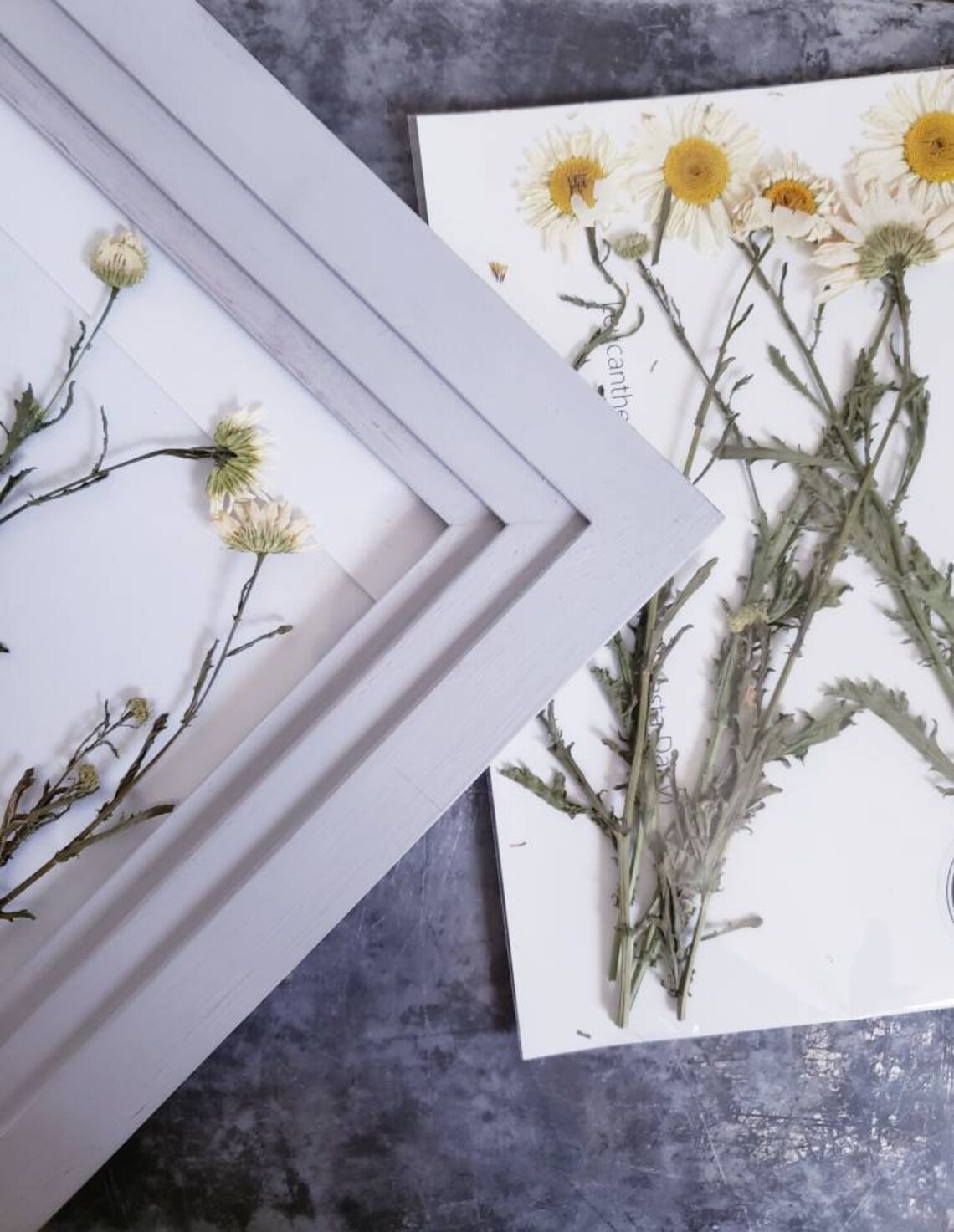 Pressed Flowers / Daisy / Shasta Daisy / 10 Pc With Stems - Etsy