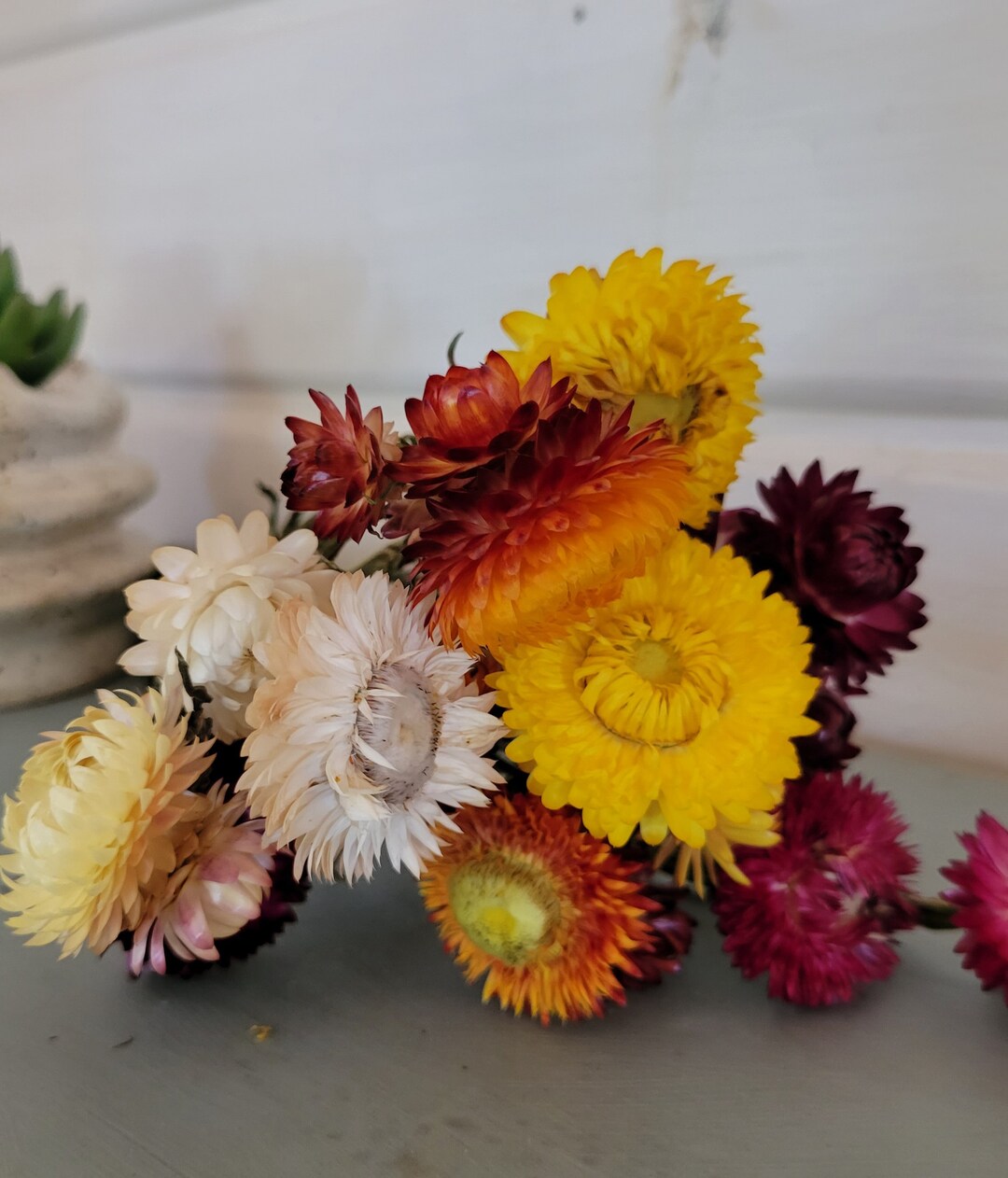Dry Strawflowers Dried Strawflower Heads Mixed Dried Flower Bunch - Etsy