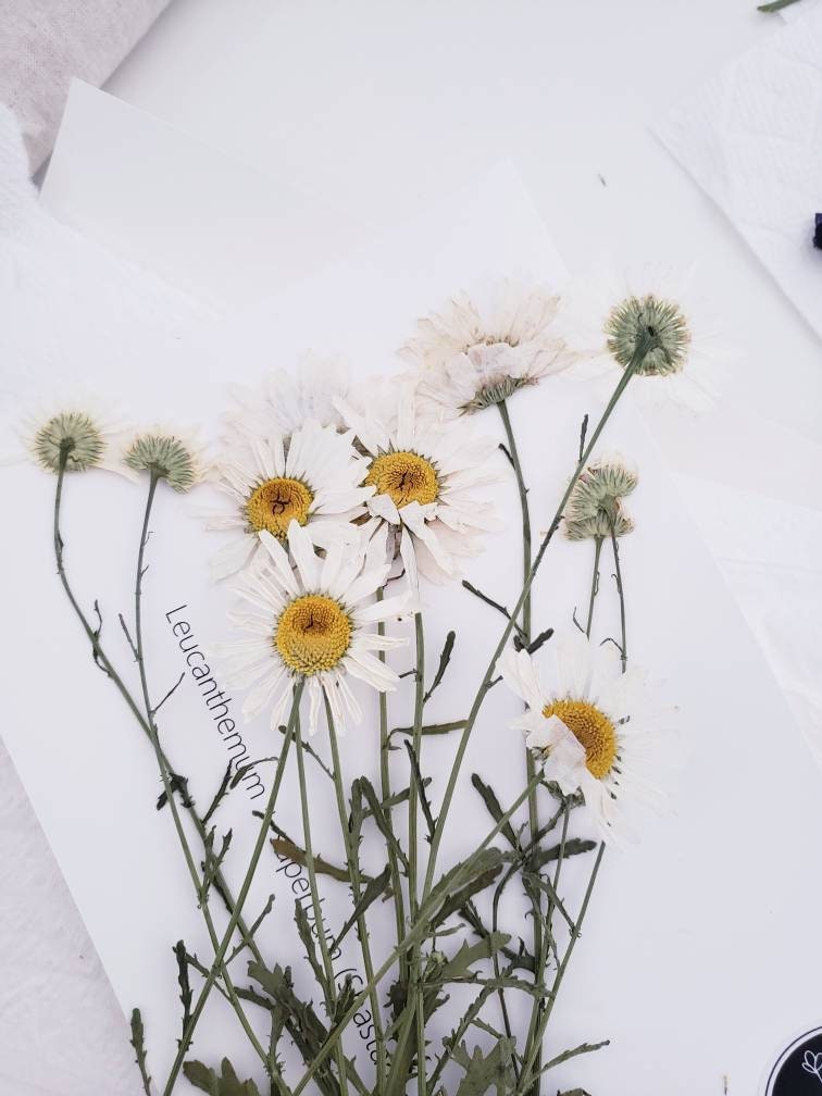 Pressed Flowers / Daisy / Shasta Daisy / 10 Pc With Stems - Etsy