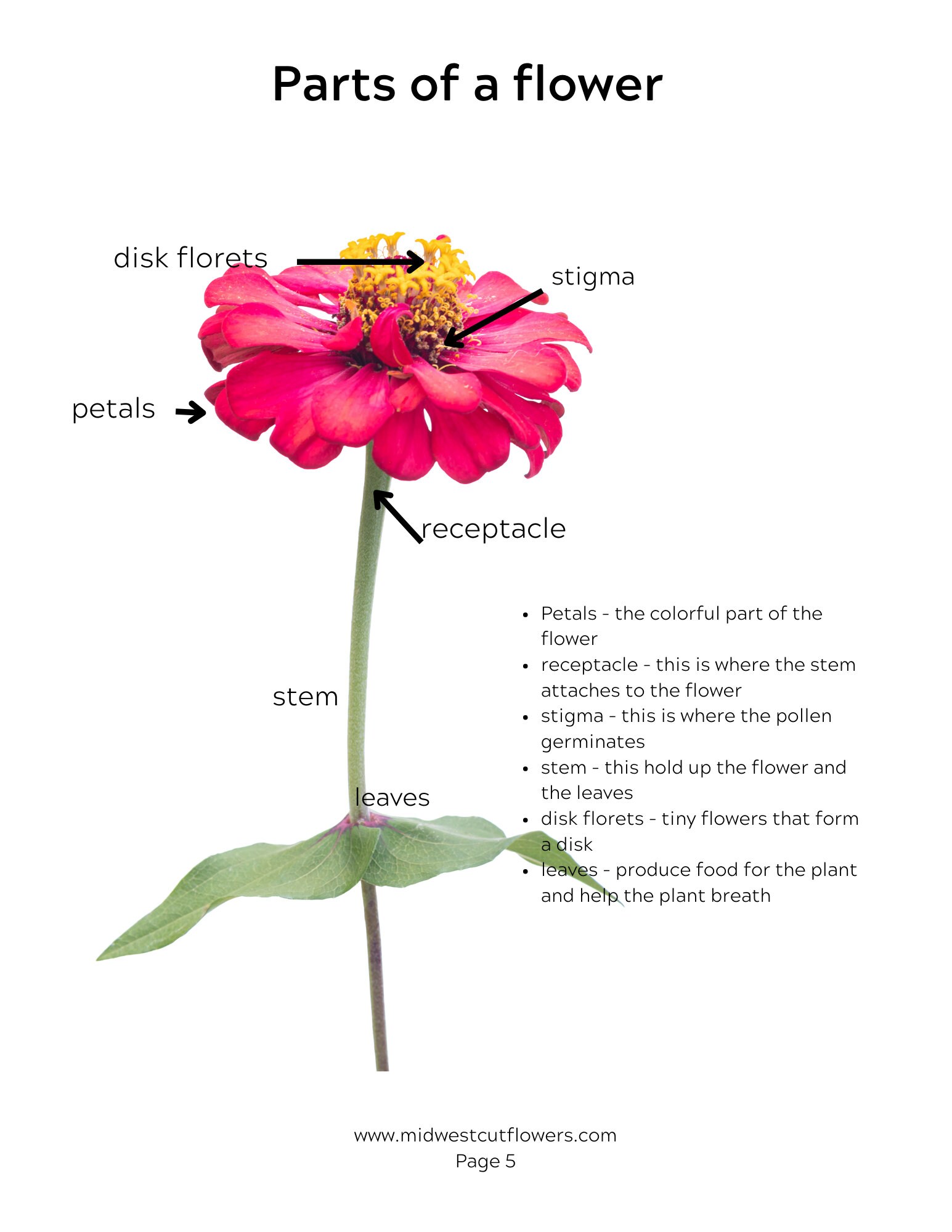 Flower Garden Plan for Kids: Step-by-step Guide (digital Download) - Etsy