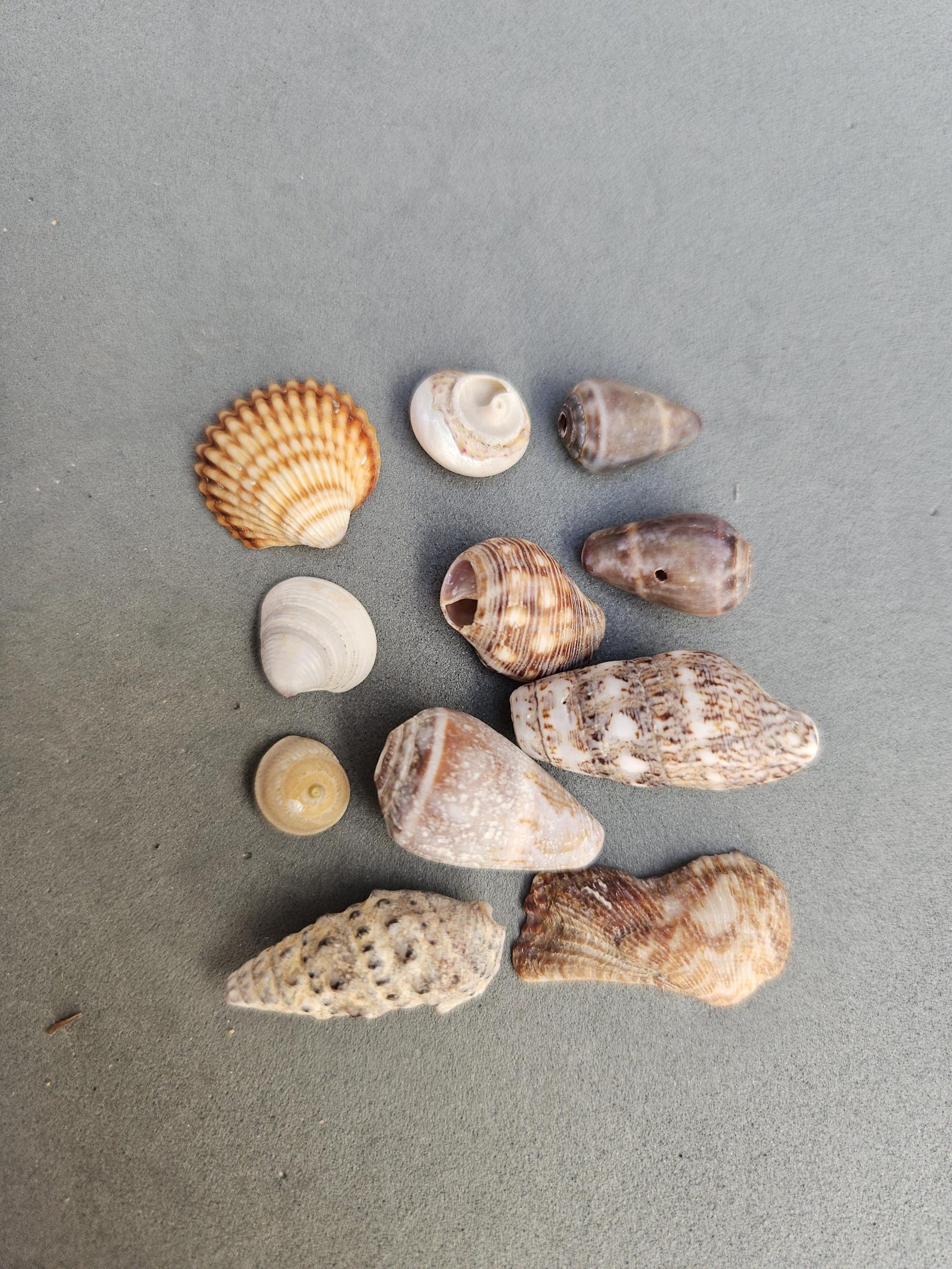 Natural Small Seashells Mix 150 Pcs / Sea Shells for Crafts / Shell ...