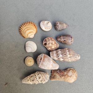 Natural Small Seashells Mix 150 Pcs / Sea Shells for Crafts / Shell ...
