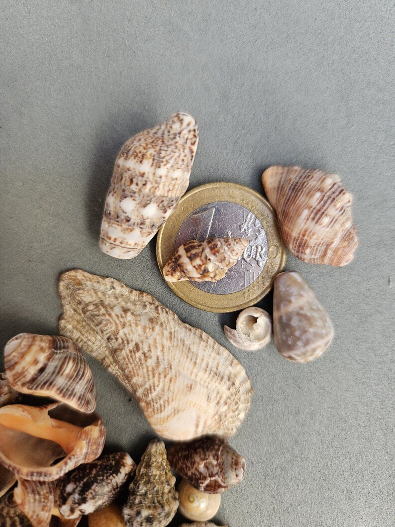 Natural Small Seashells Mix 150 Pcs / Sea Shells for Crafts / Shell ...