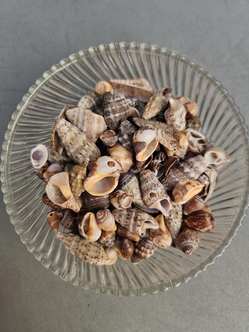 Natural Small Seashells Mix 150 Pcs / Sea Shells for Crafts / Shell ...