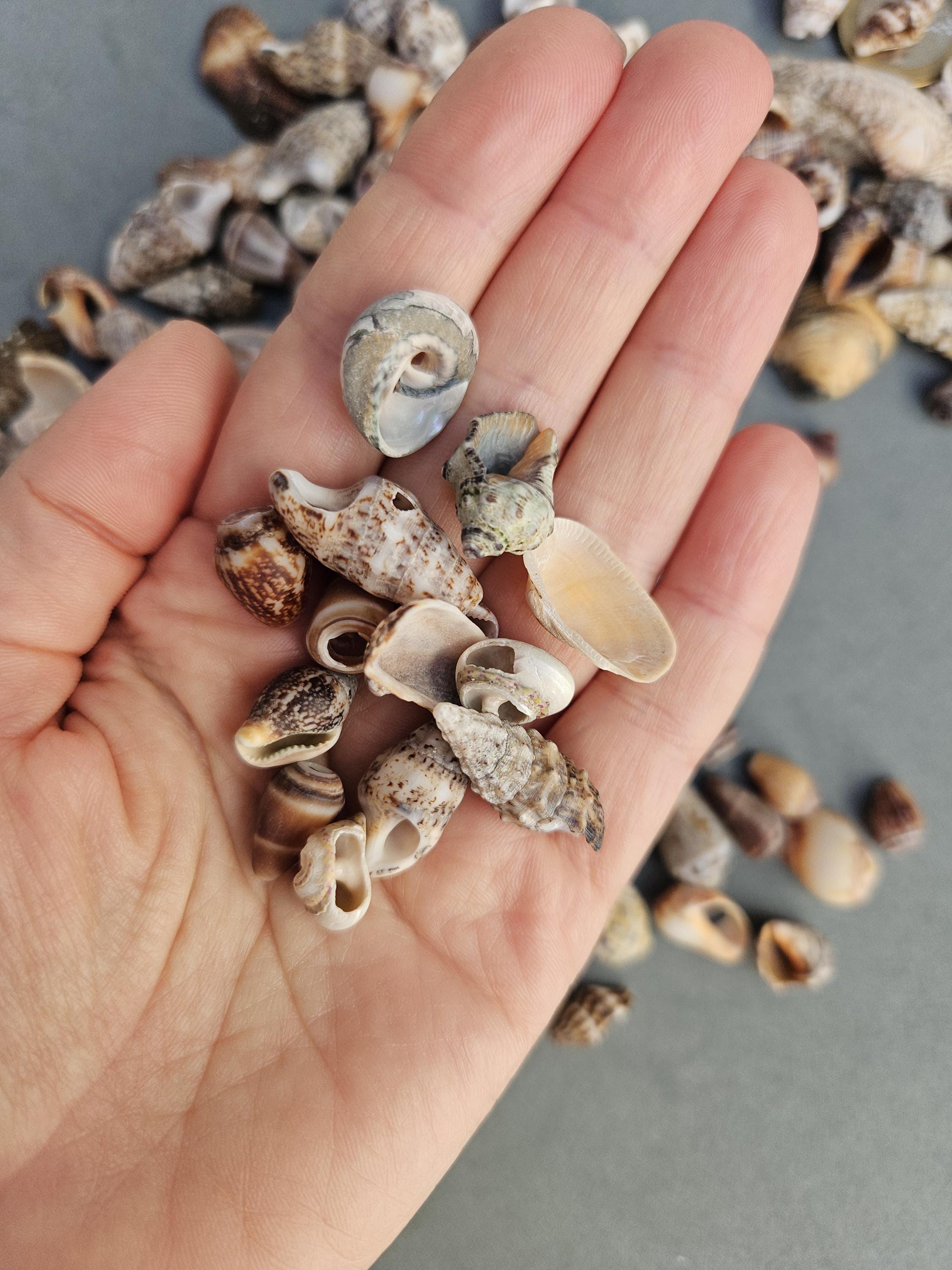 Natural Small Seashells Mix 150 Pcs / Sea Shells for Crafts / Shell ...