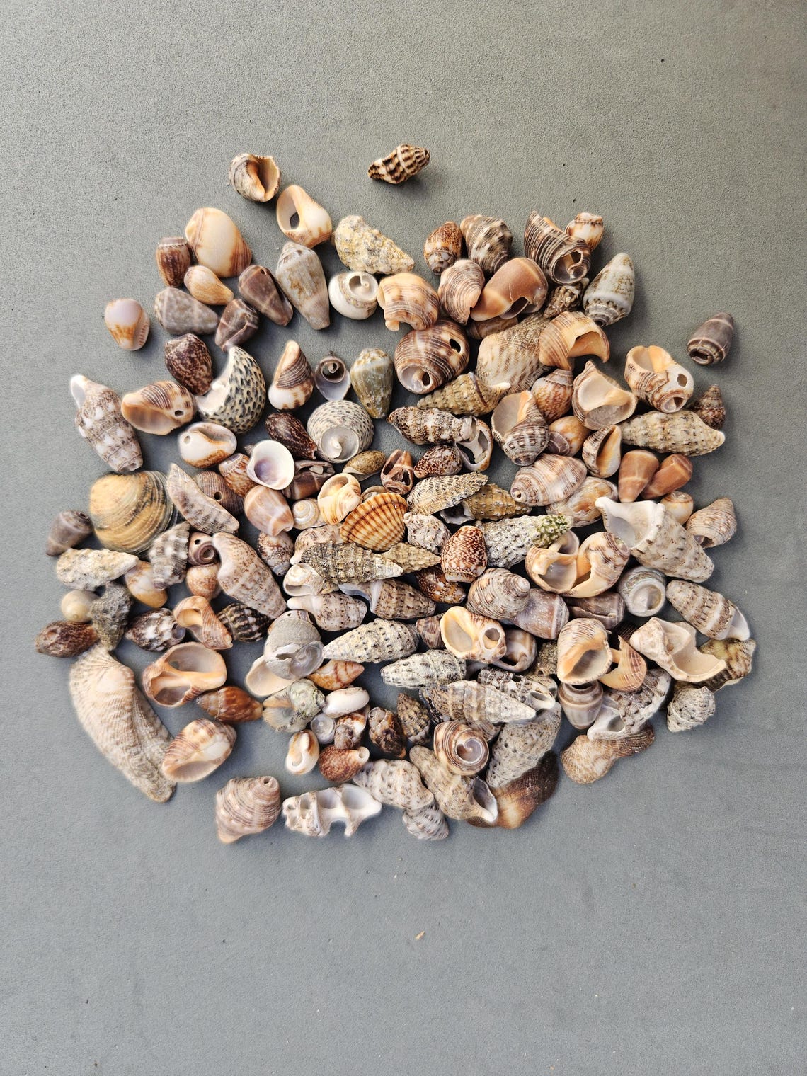 Natural Small Seashells Mix 150 Pcs / Sea Shells for Crafts / Shell ...