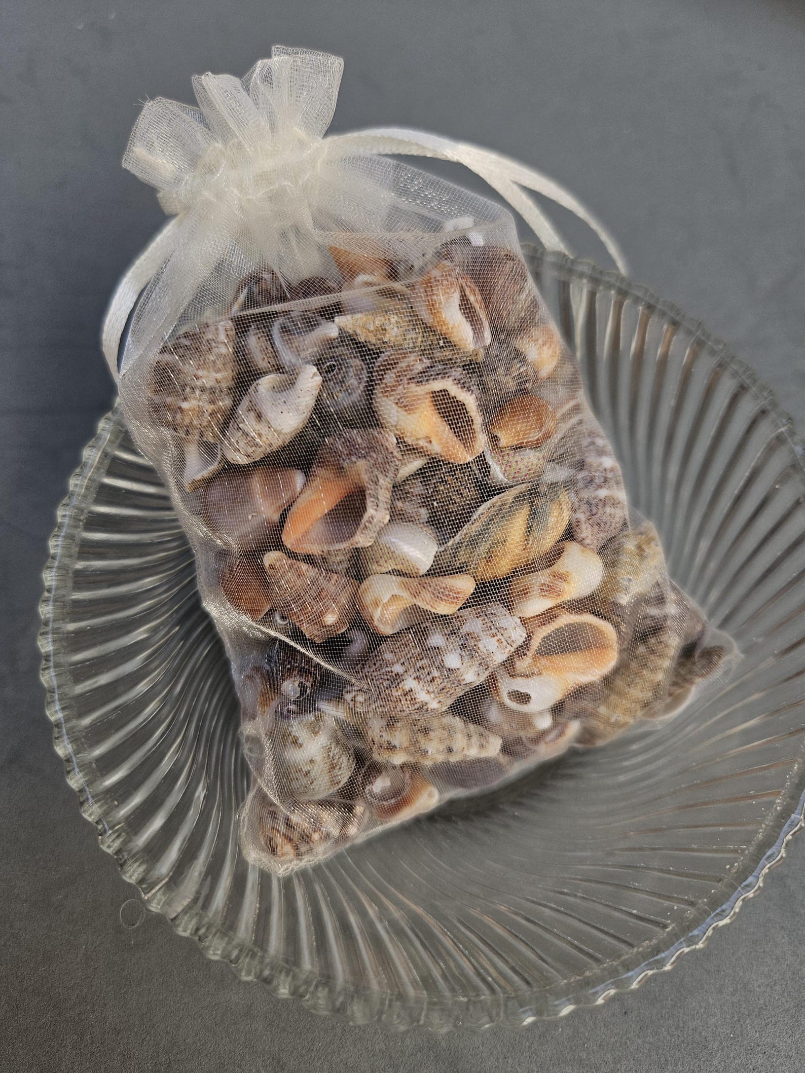 Natural Small Seashells Mix 150 Pcs / Sea Shells for Crafts / Shell ...