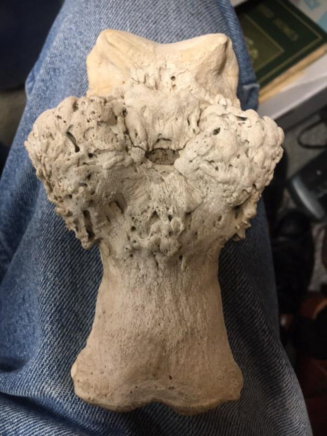 Prehistoric Equine (horse) Joint Bone Showing a Tumor/extreme Arthritis ...