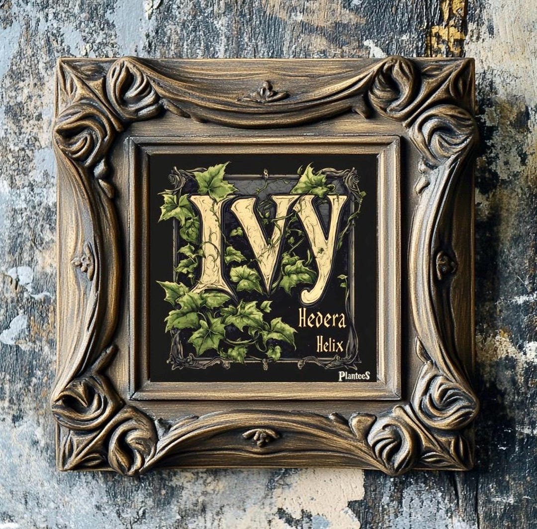 Dark Ivy - Hedera Helix - Etsy