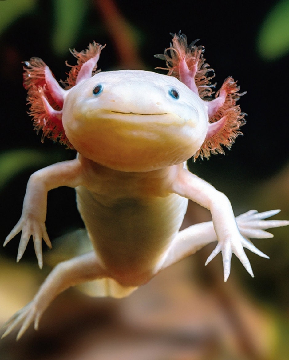 Axolotl Thanks Box Set - Etsy