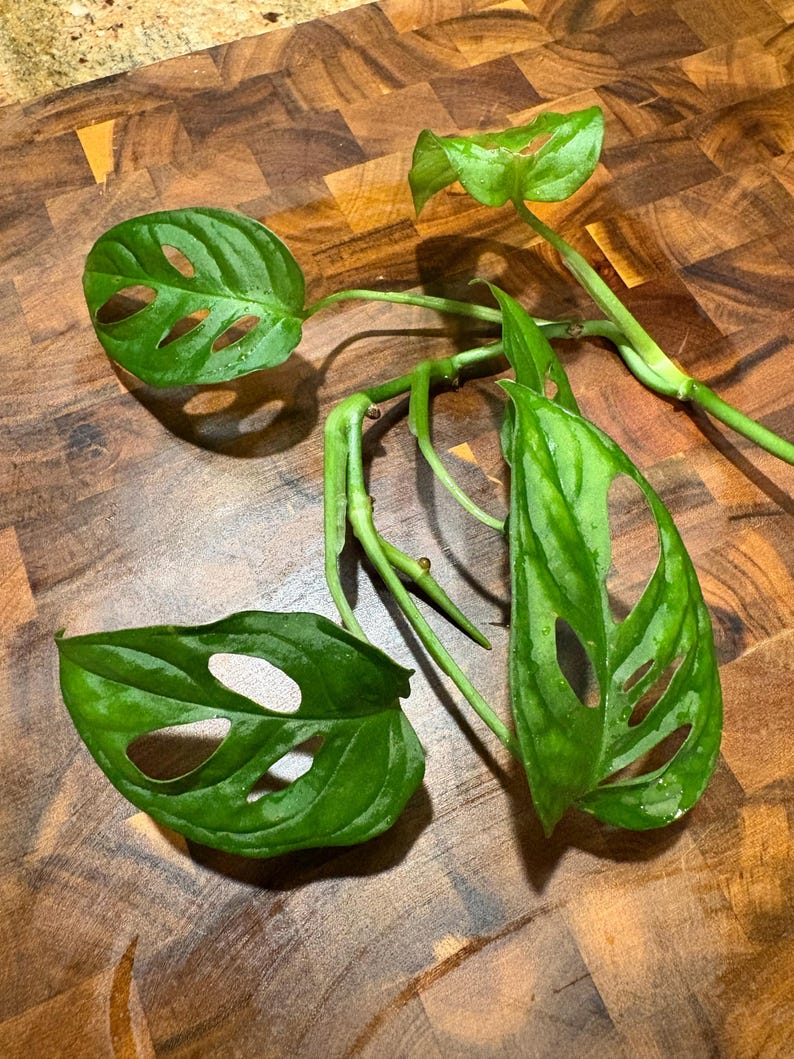 Monstera Deliciosa or Swiss Cheese Plant Propagation - Etsy