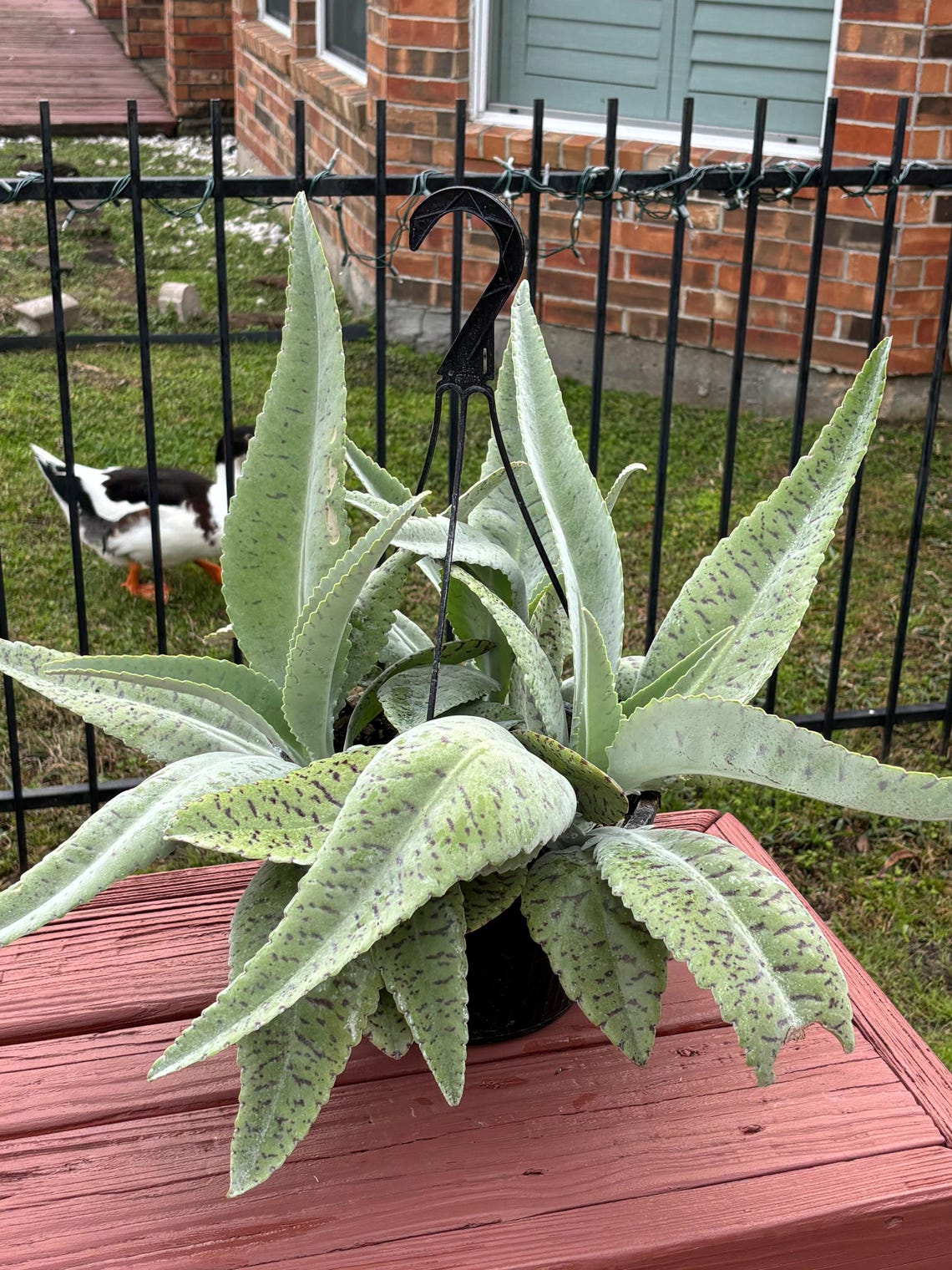 Donkey Ears Plant – Large Size. Kalanchoe - Etsy