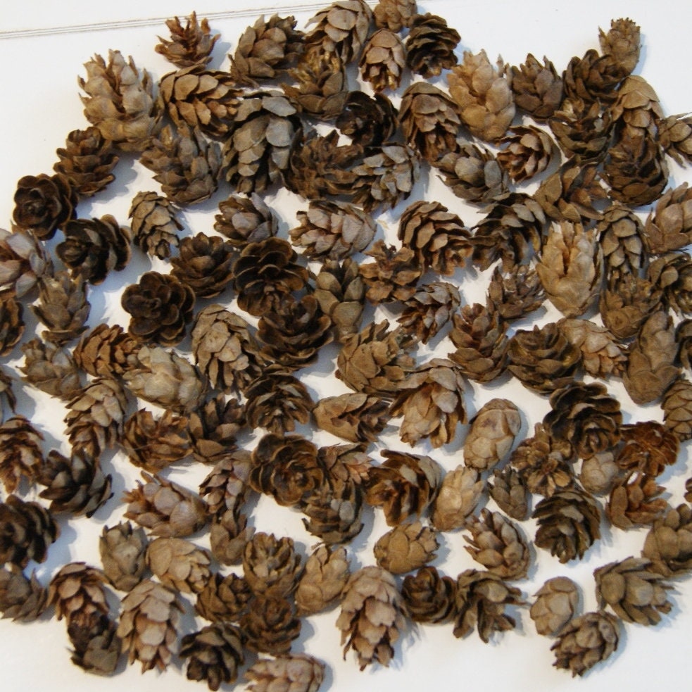 200 Hemlock Pinecones Mini Small Pinecones Primitive | Etsy