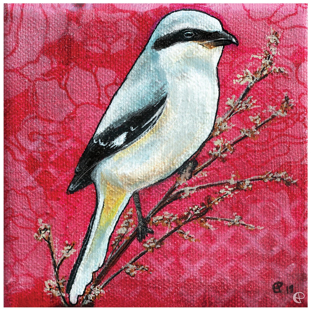 Loggerhead Shrike Bird Art Print - Etsy
