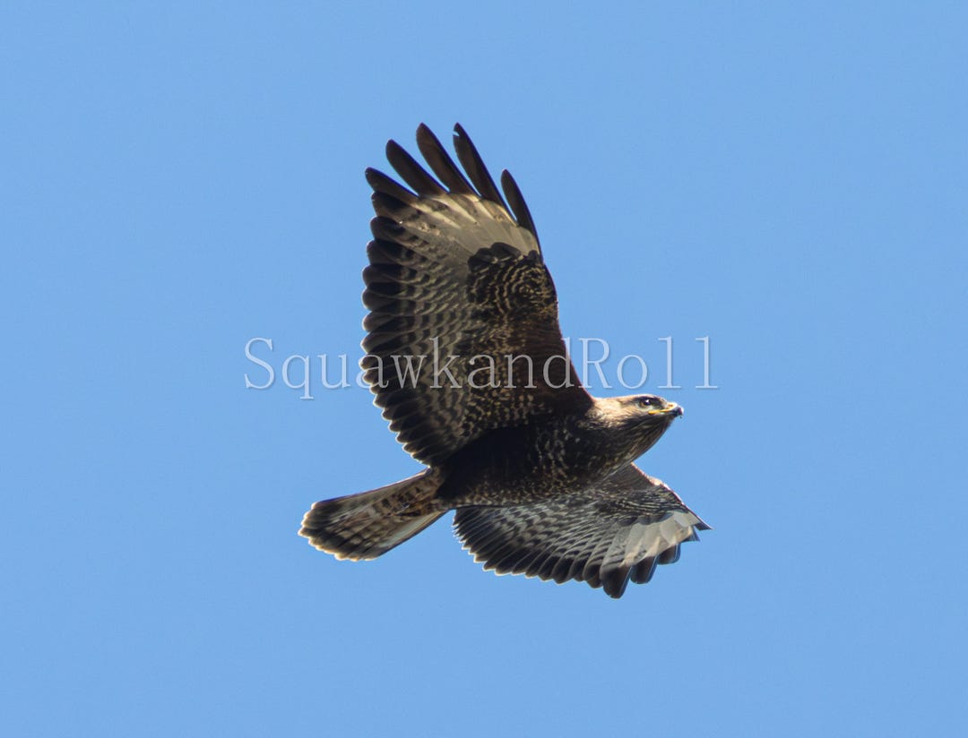Buzzard Soaring Overhead Hunting for a Meal, Framed Photo - Etsy
