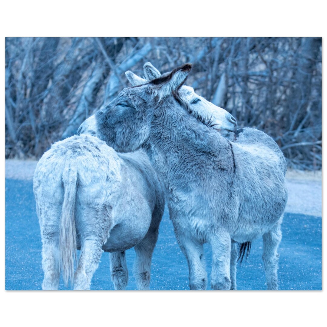 Hugging Donkeys Landscape Print - Etsy