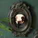 Framed Magpie Skull 3D Gothic Wall Art Halloween Home Decor - Etsy