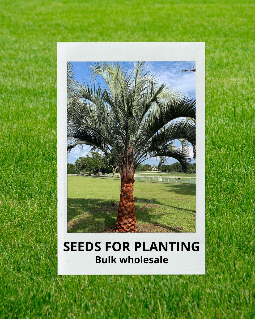 Bulk Wholesale Seeds for Planting, Butia Capitata Seeds, Coco Palm ...