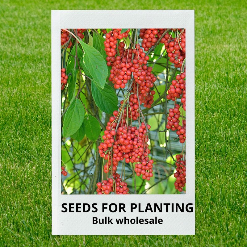 Schisandra Berry Plant - Etsy