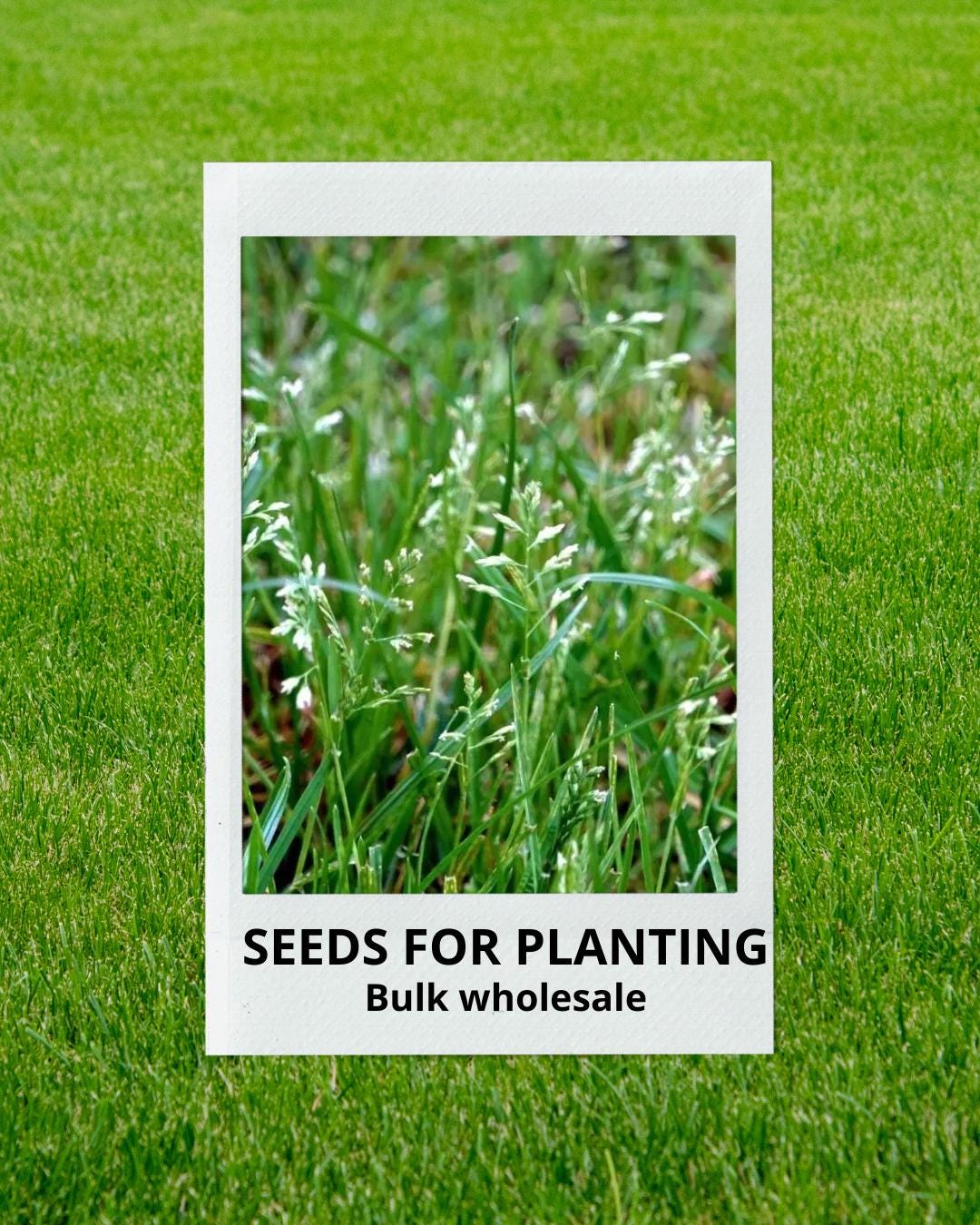Bulk Wholesale Seeds for Planting, Poa Pratensis Seeds, Kentucky Blue ...