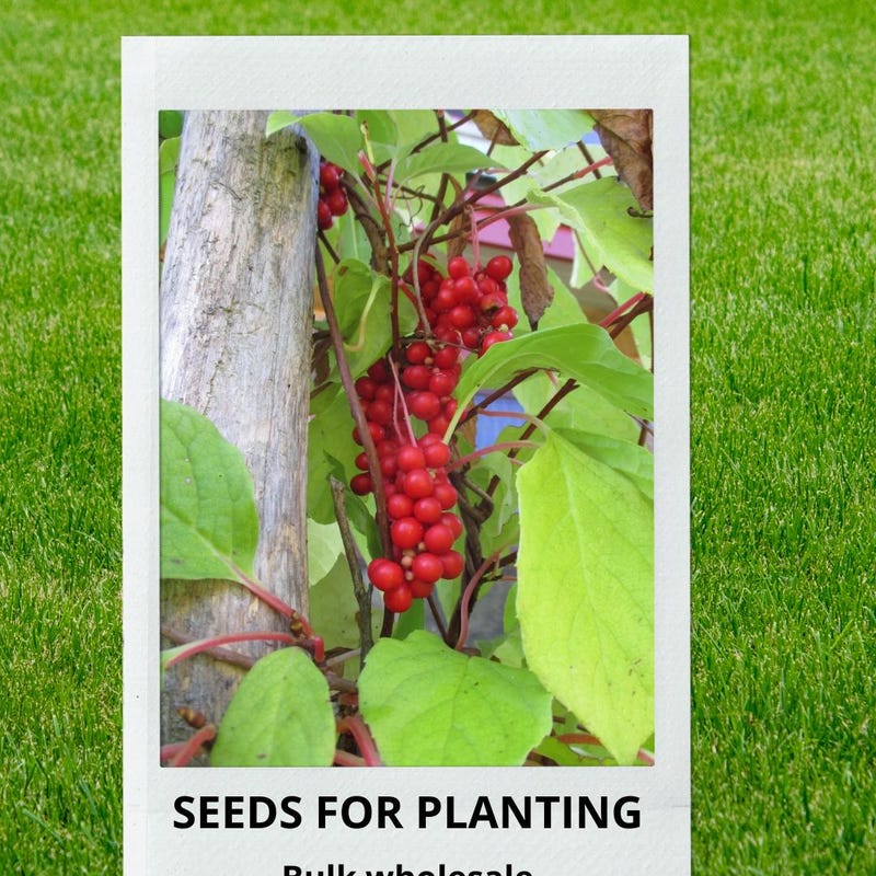 Schisandra Berry Plant - Etsy