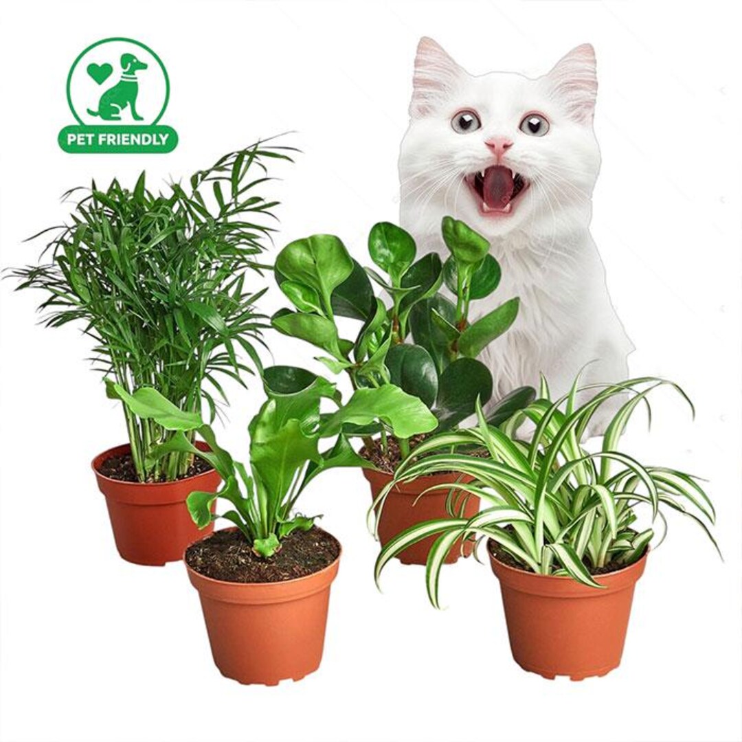Pet Safe Plant Bundle - 4 Assorted Plants - Pet Friendly Plants - Etsy
