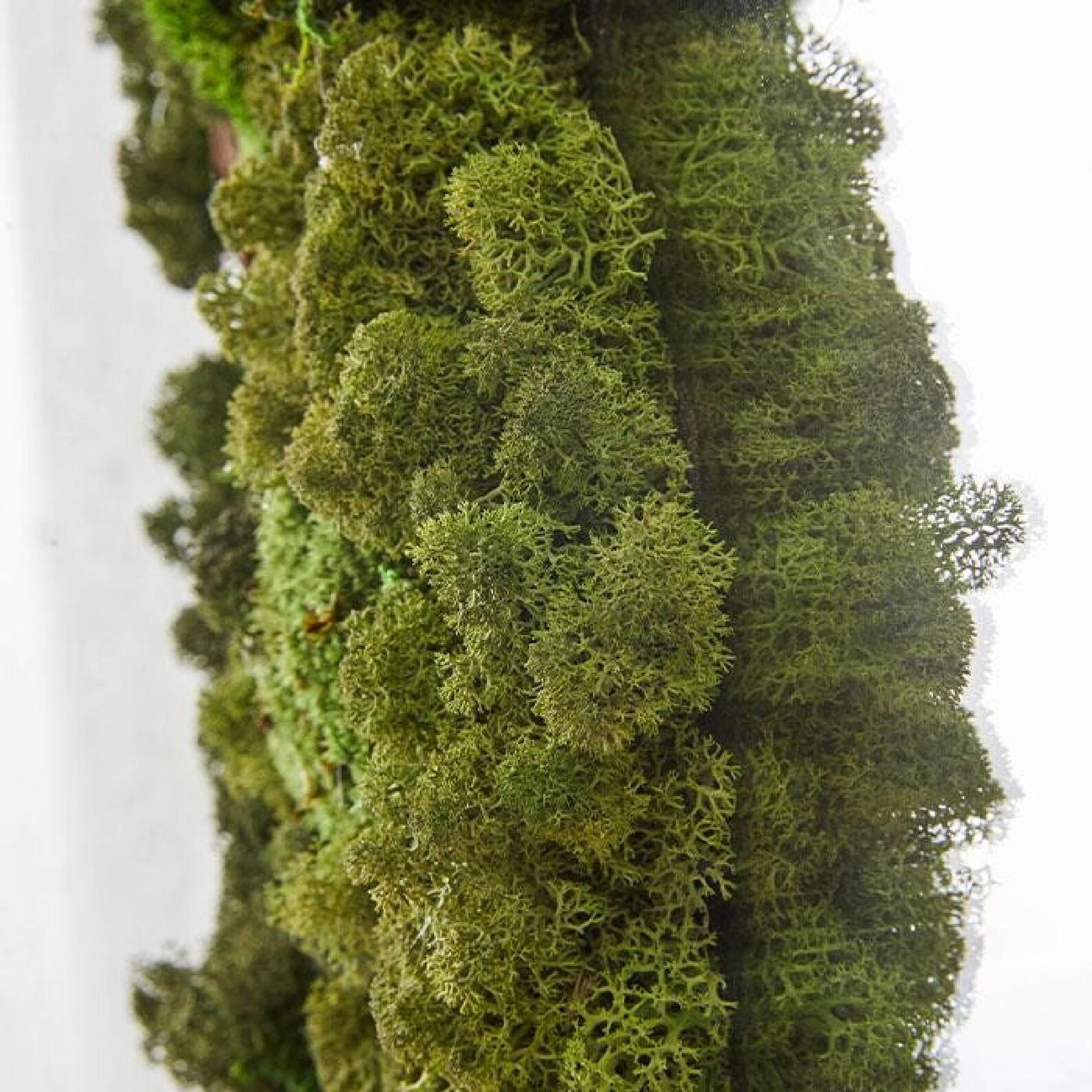 Preserved Moss Design, Handmade Moss Mirror: Natural Lichen & Bark ...