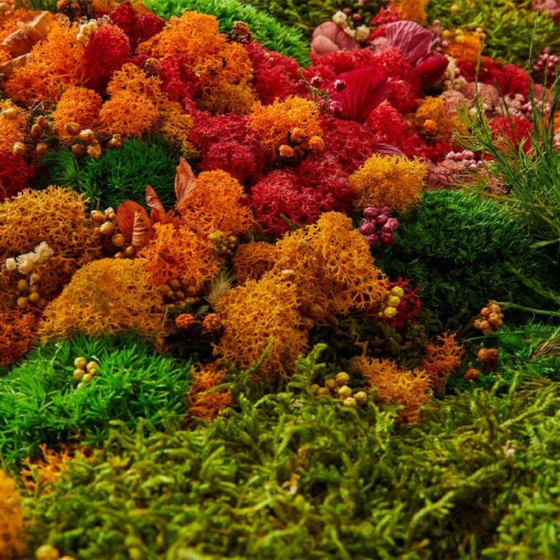 Colorful Moss Wall Art Natural, Bring the Outdoors In, 24'' X 39 ...