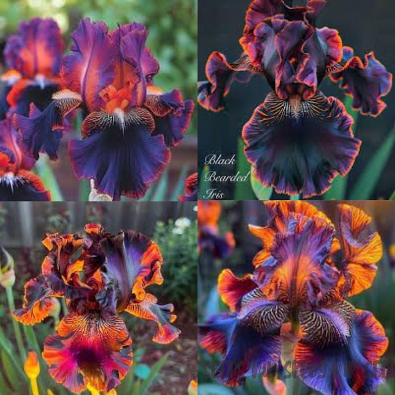 25 Rare Iris Seeds | Deep Purple-blue With Red-orange Edges | Unique ...