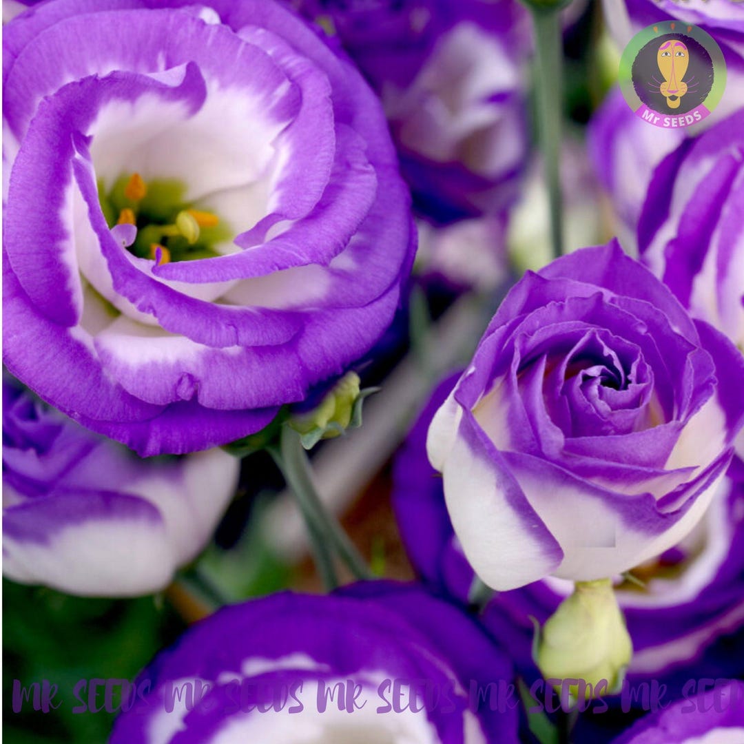 Buy 100 Rare Eustoma Seeds | Mix Colors | Non-gmo Seeds | Online in ...