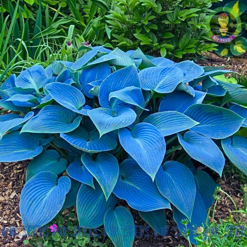 50 Rare Blue Hosta Seeds | Stunning Blue Leaves & White Flowers ...