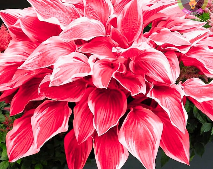 Canadian Hosta Seeds 40+ Hardy Perennials, Shade Garden, Hand-harvested ...