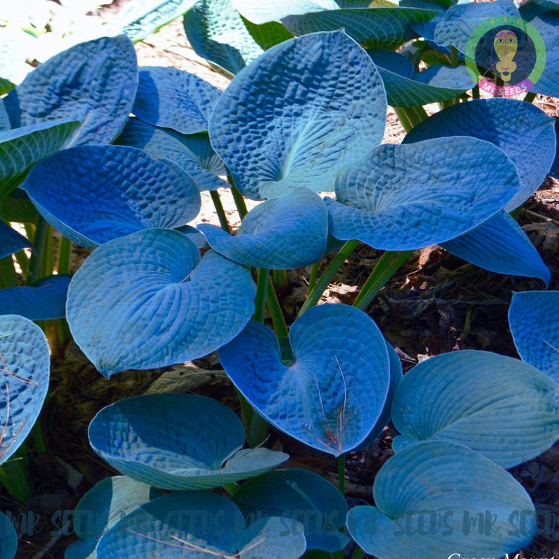 Rare Blue Hosta Seeds | White Flowers - Etsy Canada