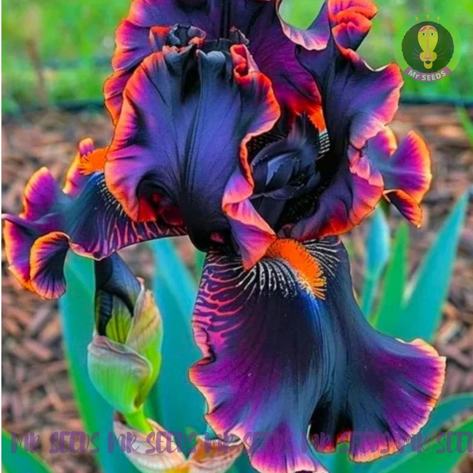 25 Rare Iris Seeds | Deep Purple-blue With Red-orange Edges | Unique Color | Non-gmo | Heirloom ...