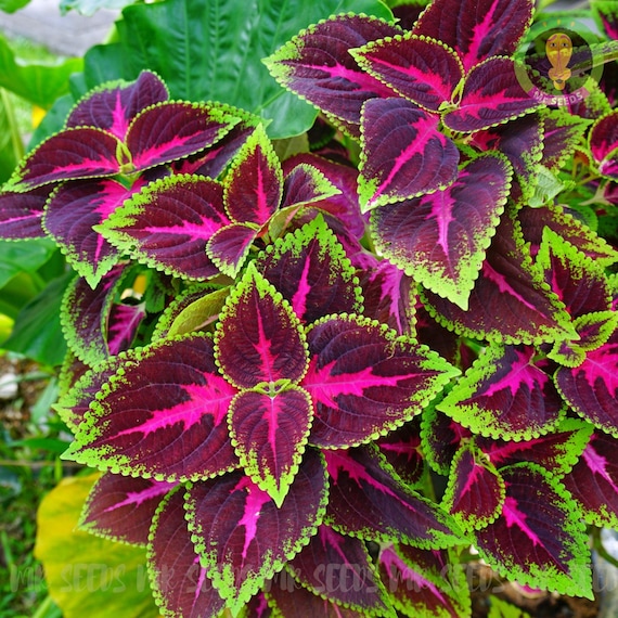 Cultivo De Coleus En Contenedores