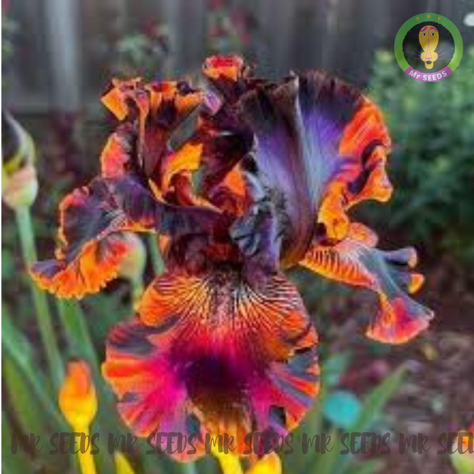 25 Rare Iris Seeds | Deep Purple-blue With Red-orange Edges | Unique Color | Non-gmo | Heirloom ...