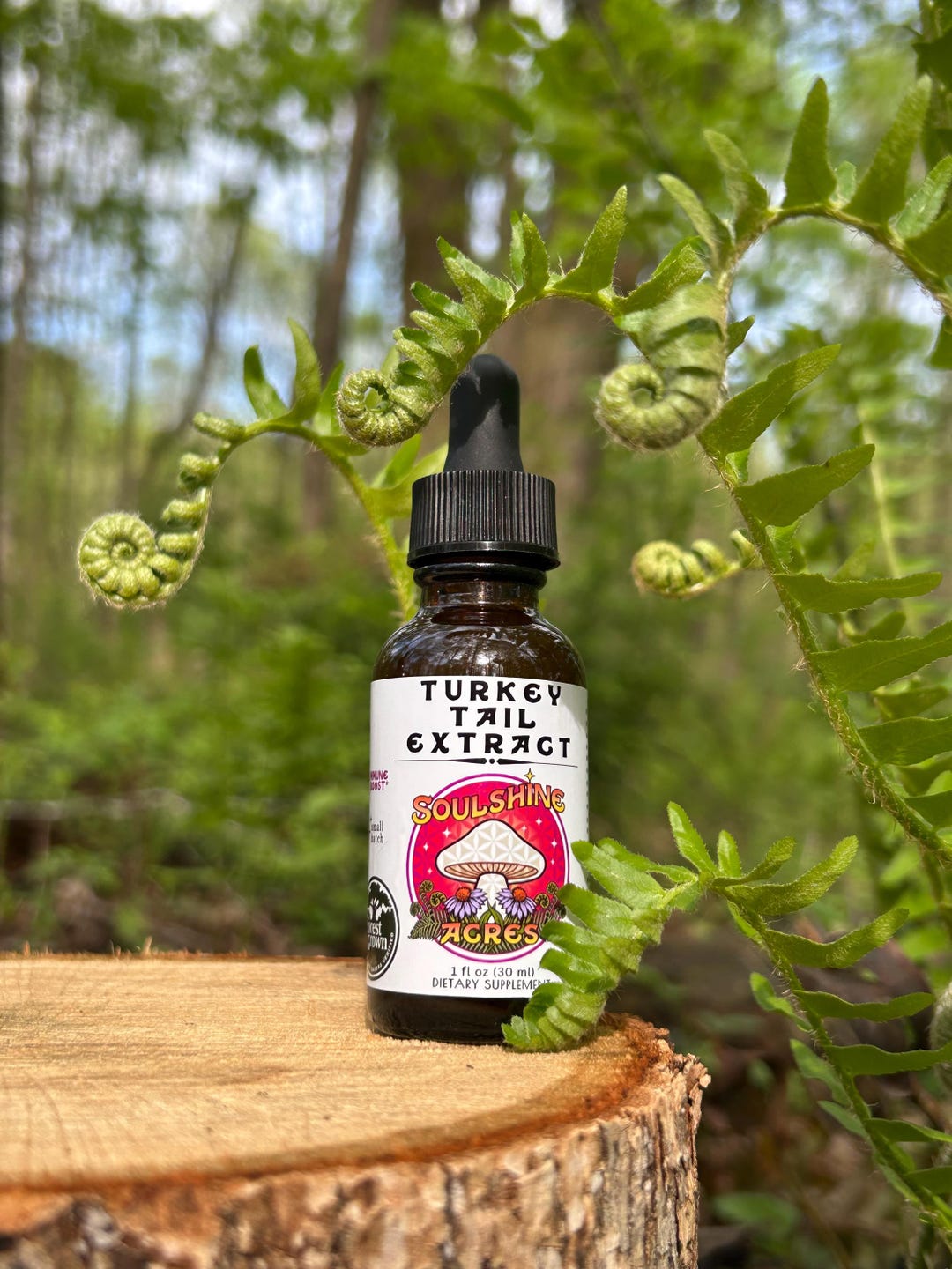 Turkey Tail Mushroom Tincture, Dual Extract, Fruiting Body, Log-grown ...