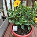 Children's Sow and Grow Alphabet Garden, Gardening With Kids, Crafting ...