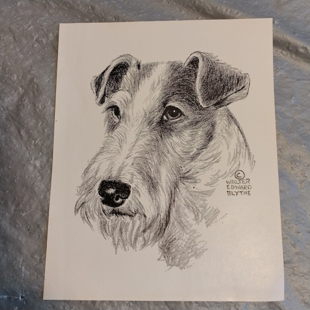 Mid Century Vintage Walter Edward Blythe Dog Print, Airedale Terrier - Etsy