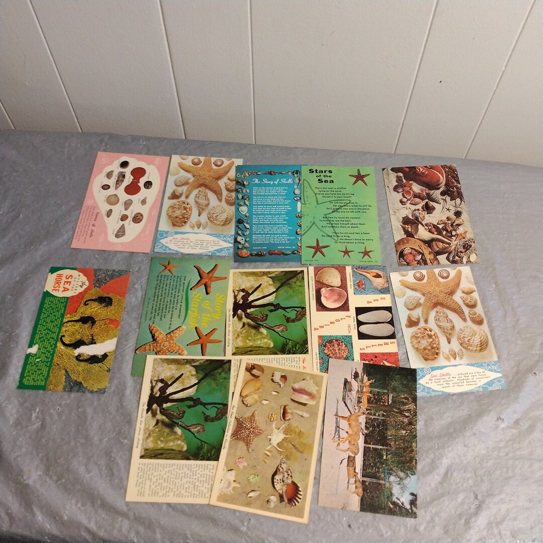 12 Vintage Seashell Seahorse Postcards, Uncirculated - Etsy