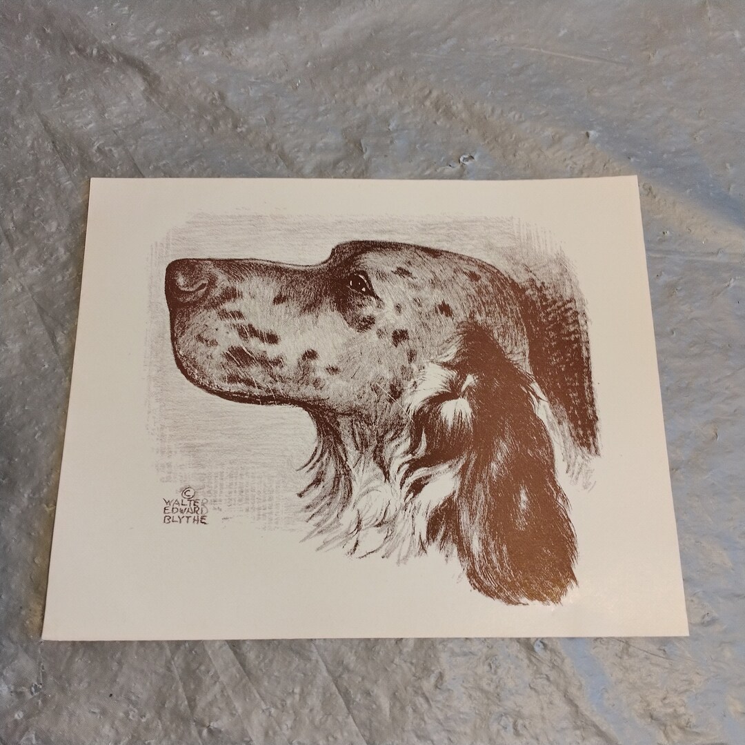Mid Century Vintage Walter Edward Blythe Dog Print, German Short Haired ...
