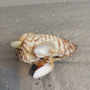 2 Seashell Duck Figurines, Ducks Made From Seashells, Beach Nautical ...