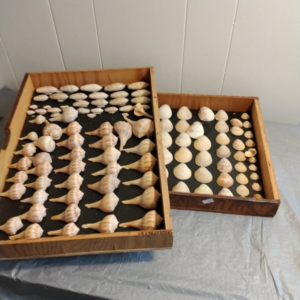 Assorted Seashells - Etsy