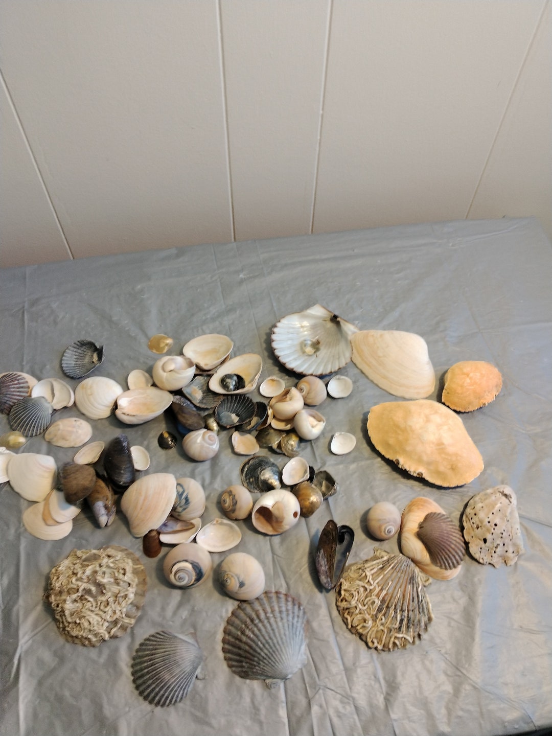 Seashell Lot Crab Shells, Nautical Decor - Etsy