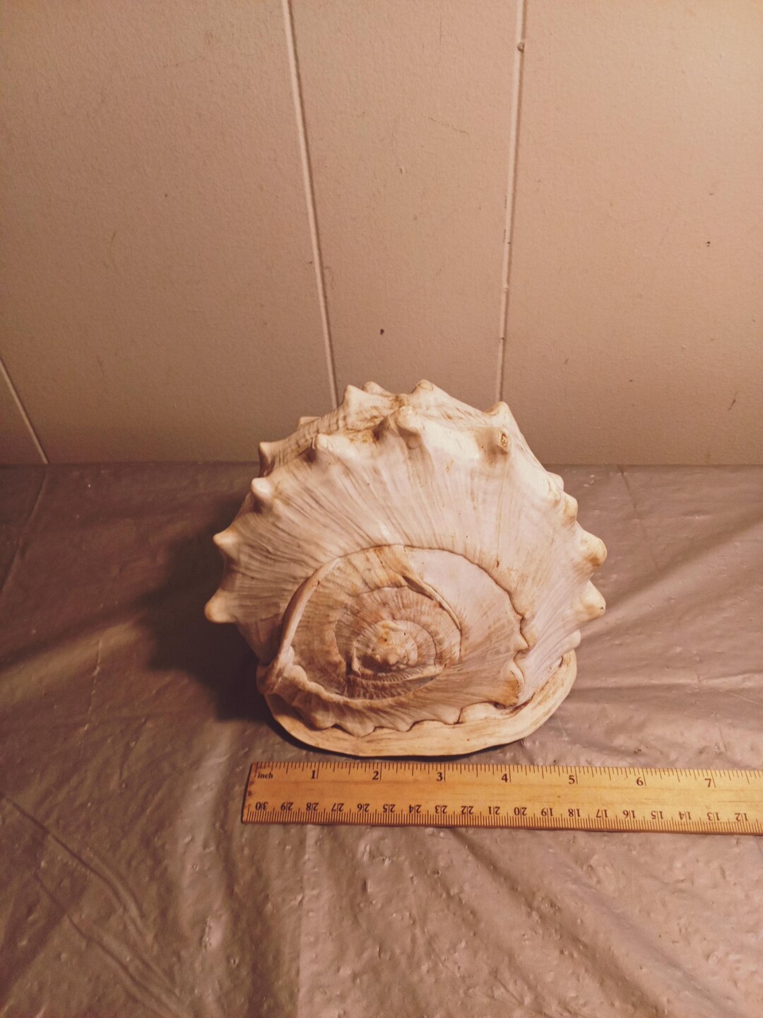 Queen Helmet Conch Shell, Horned Large Natural Seashell 6.75" - Etsy