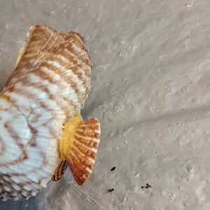 2 Seashell Duck Figurines, Ducks Made From Seashells, Beach Nautical ...