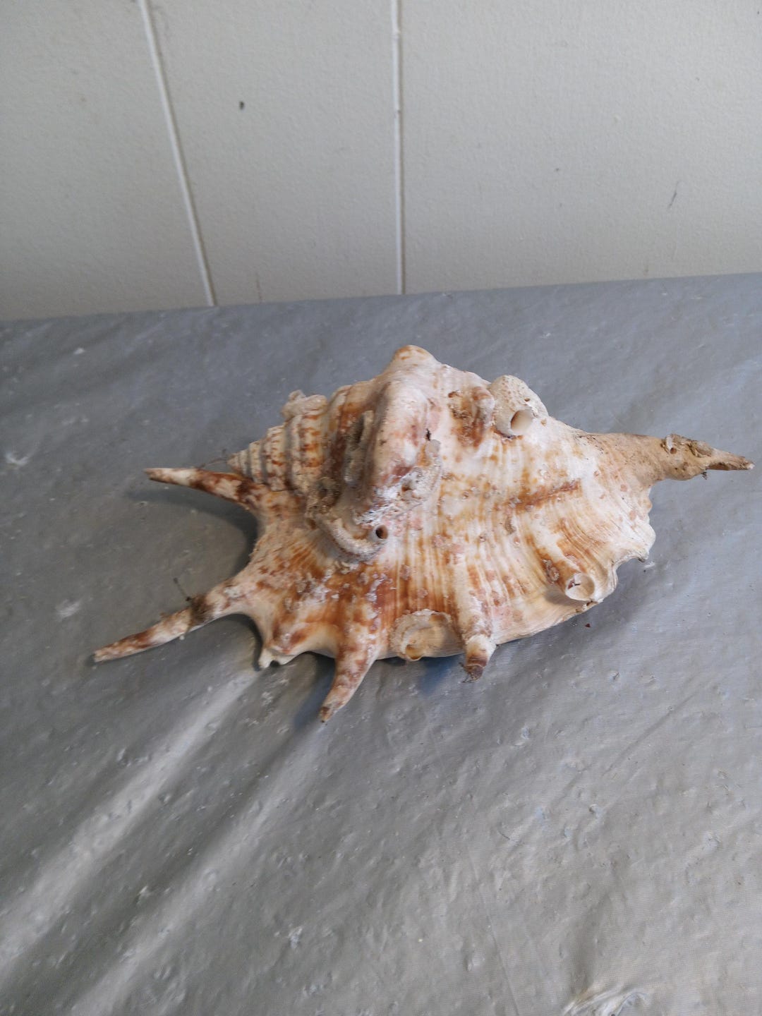 Spiked Seashell - Etsy