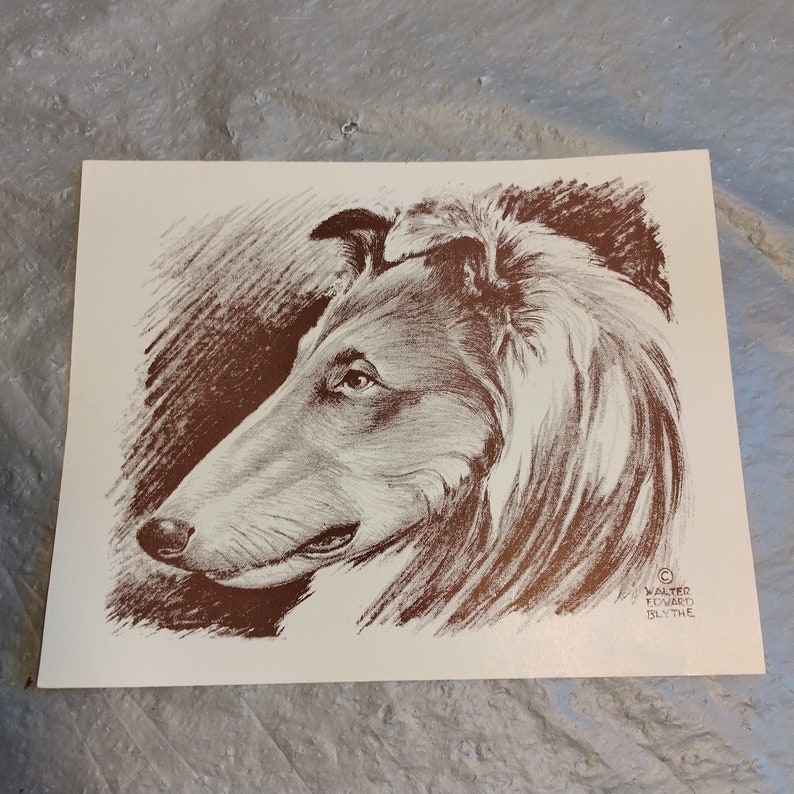 Mid Century Vintage Walter Edward Blythe Dog Print, Collie - Etsy