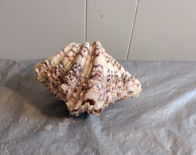 Whole Bear Paw Clam Seashell - Etsy
