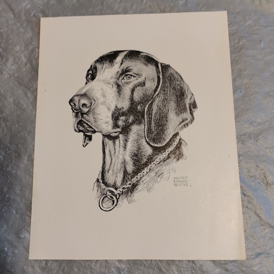Mid Century Vintage Walter Edward Blythe Dog Print, Pointer - Etsy